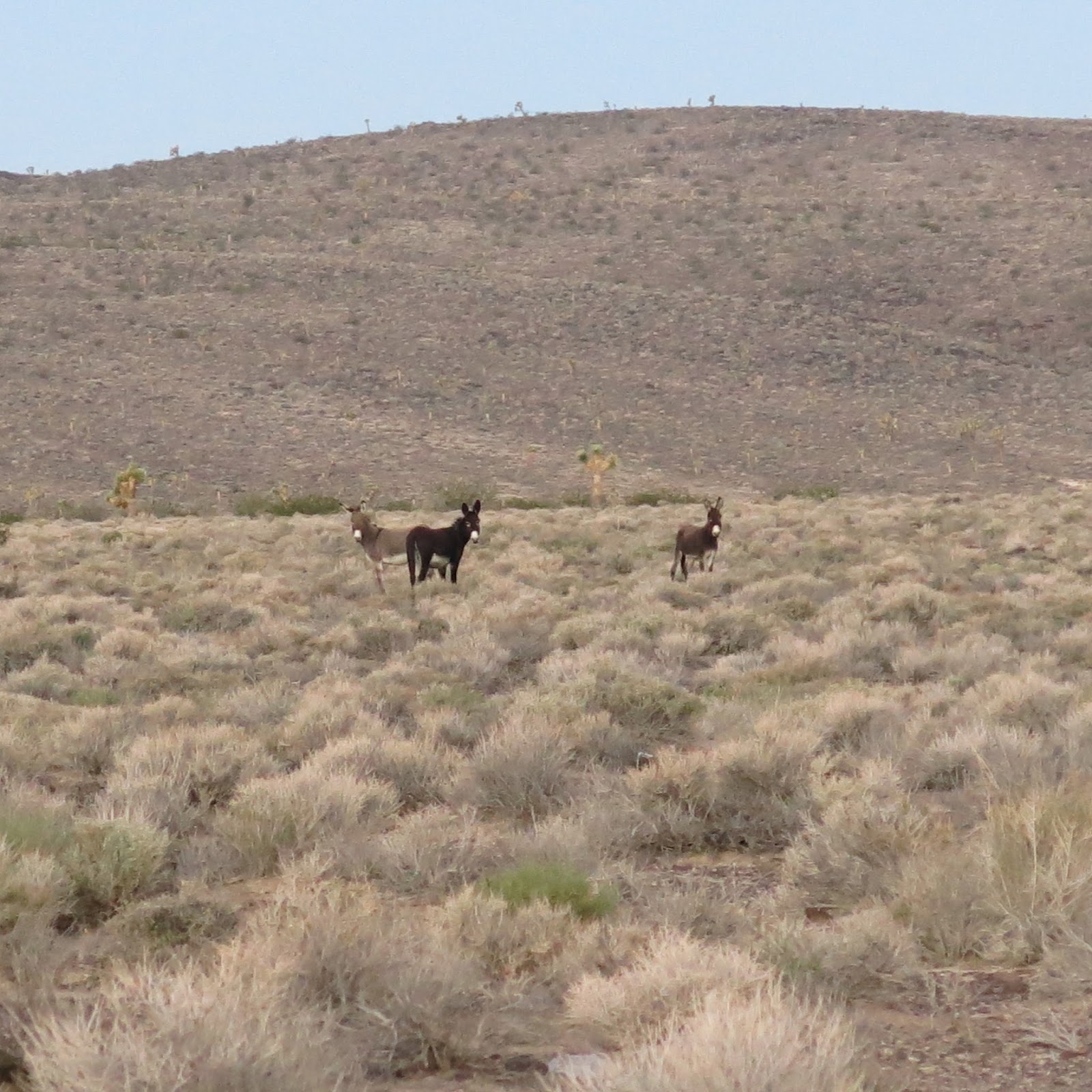 Explore A Bit More: Lee Flat, Darwin Plateau Exploration, October 12th ...