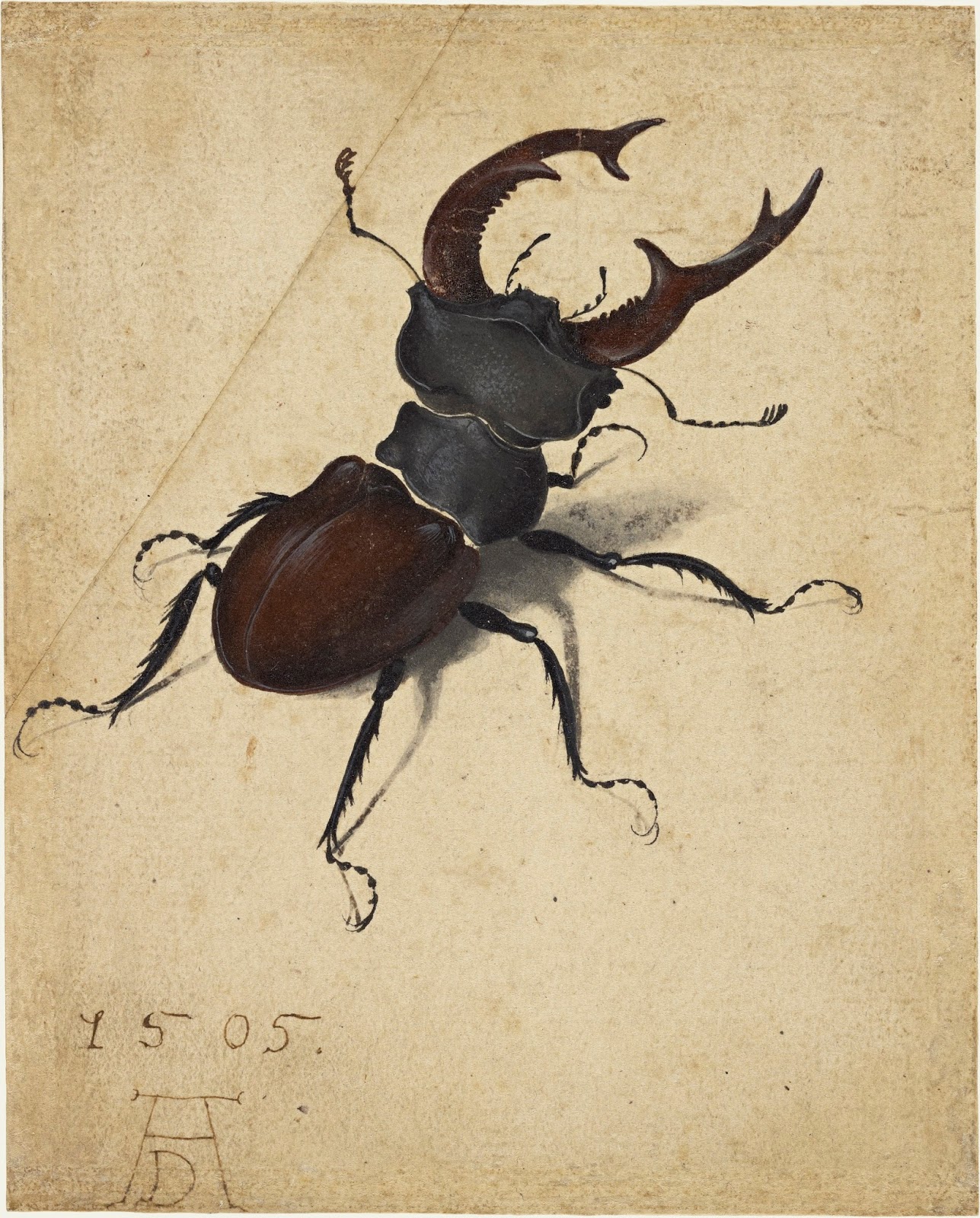 Albrecht Dürer: Stag Beetle (1505)
