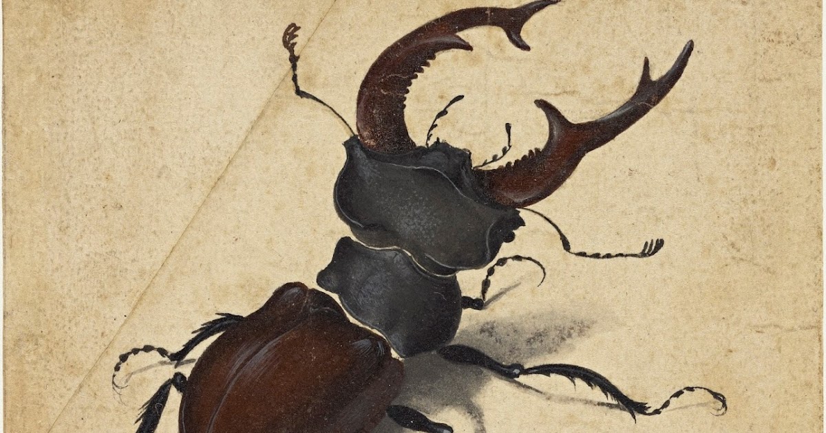 Albrecht Dürer: Stag Beetle (1505)