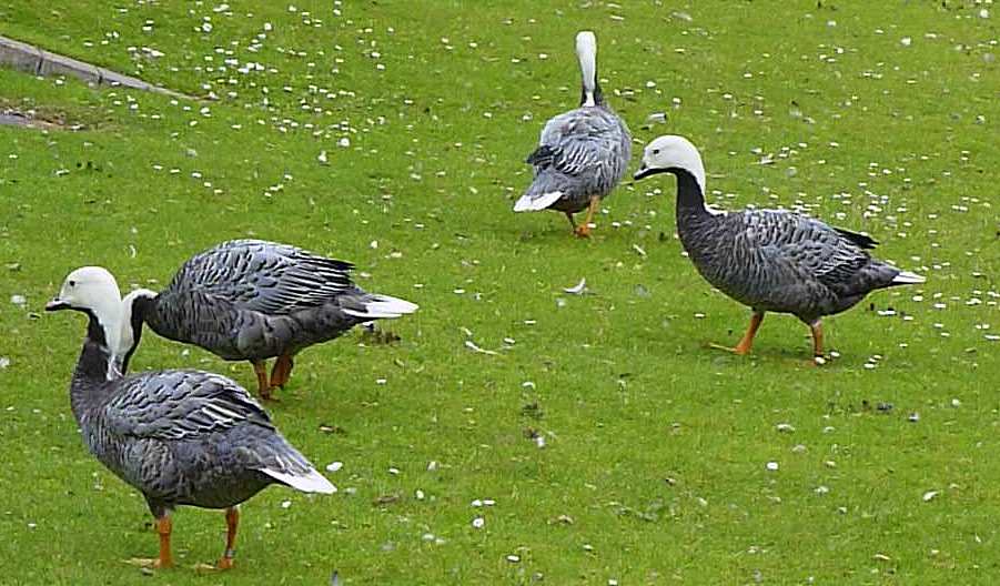Birding For Pleasure: Ducks and Geese at Castle Espie