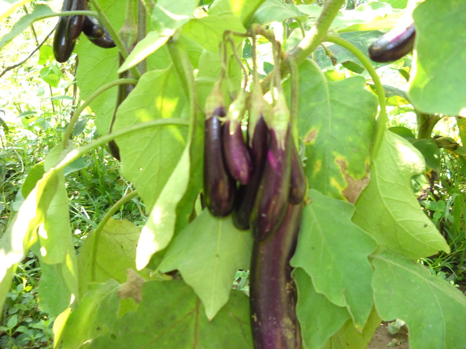 KENALI POKOK SAYANGI POKOK: TERUNG PANJANG