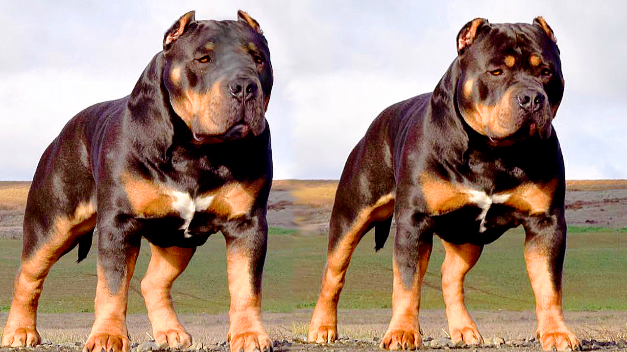 EADD TV / VIDEO CHANNEL: MOLOSO PRESA MAYO - Toda La Verdad Acerca De ...