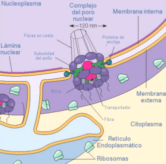Complejo del poro nuclear
