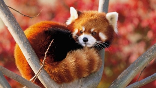 cikarang: Menakjubkan fakta tentang panda merah - (101)