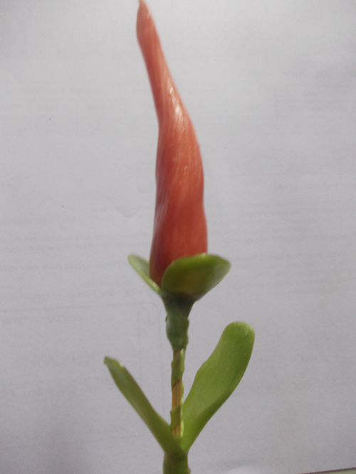 Permen Gulali Model Cabe - Gulali Online