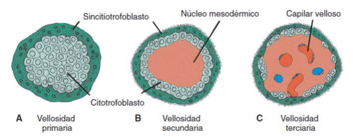 EMBRIOLOGATE: Continuación del desarrollo del trofoblasto