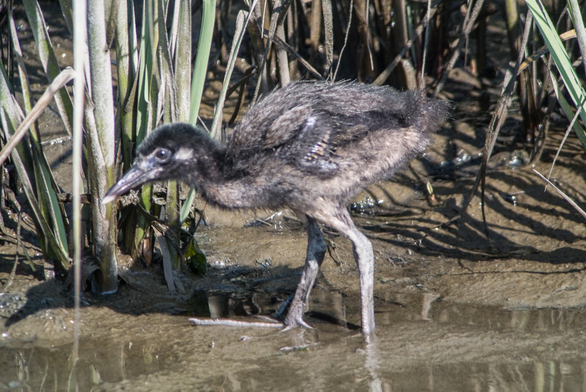 Len's Lens - Confessions of a digiscoper: Clapper Rail - Rallus crepitans
