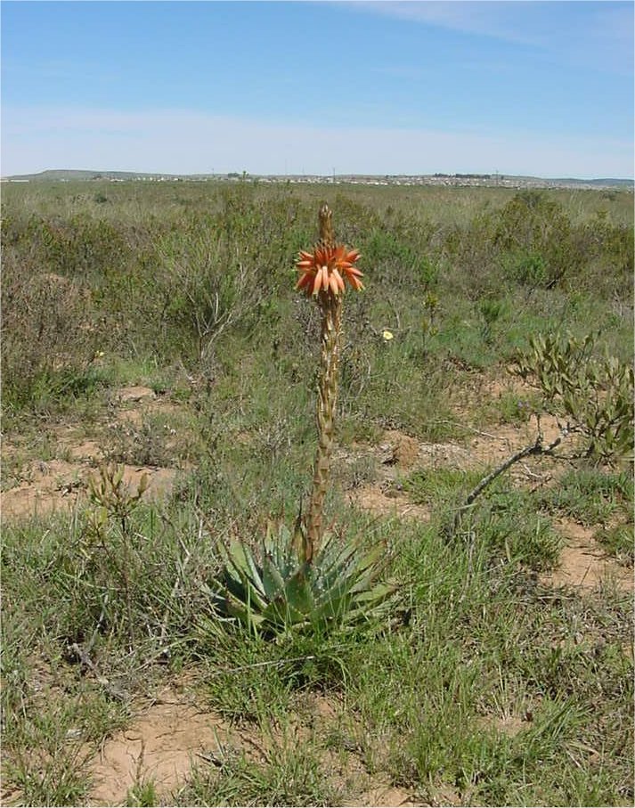 Desert Plants and Wild Flowers Images: Aloe pratensis