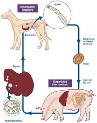 PARASITOLOGIA..¡ Un tema interesante..¡¡: Caracteristicas generales de ...