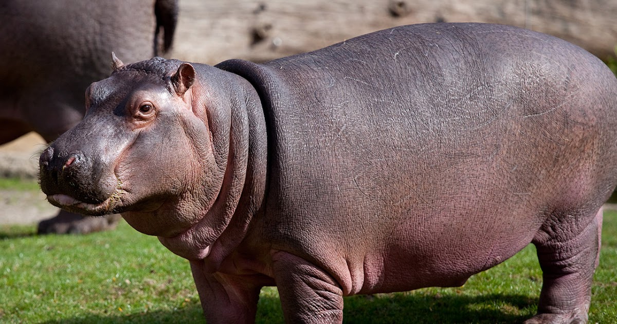 hippopotamus | The Life of Animals