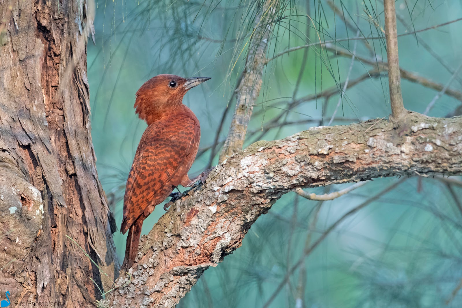 Birding in Bhitarkanika National Park ~ Happy's Click