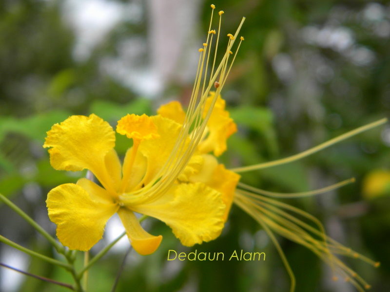 Dedaun Alam: Bunga Part XXIV