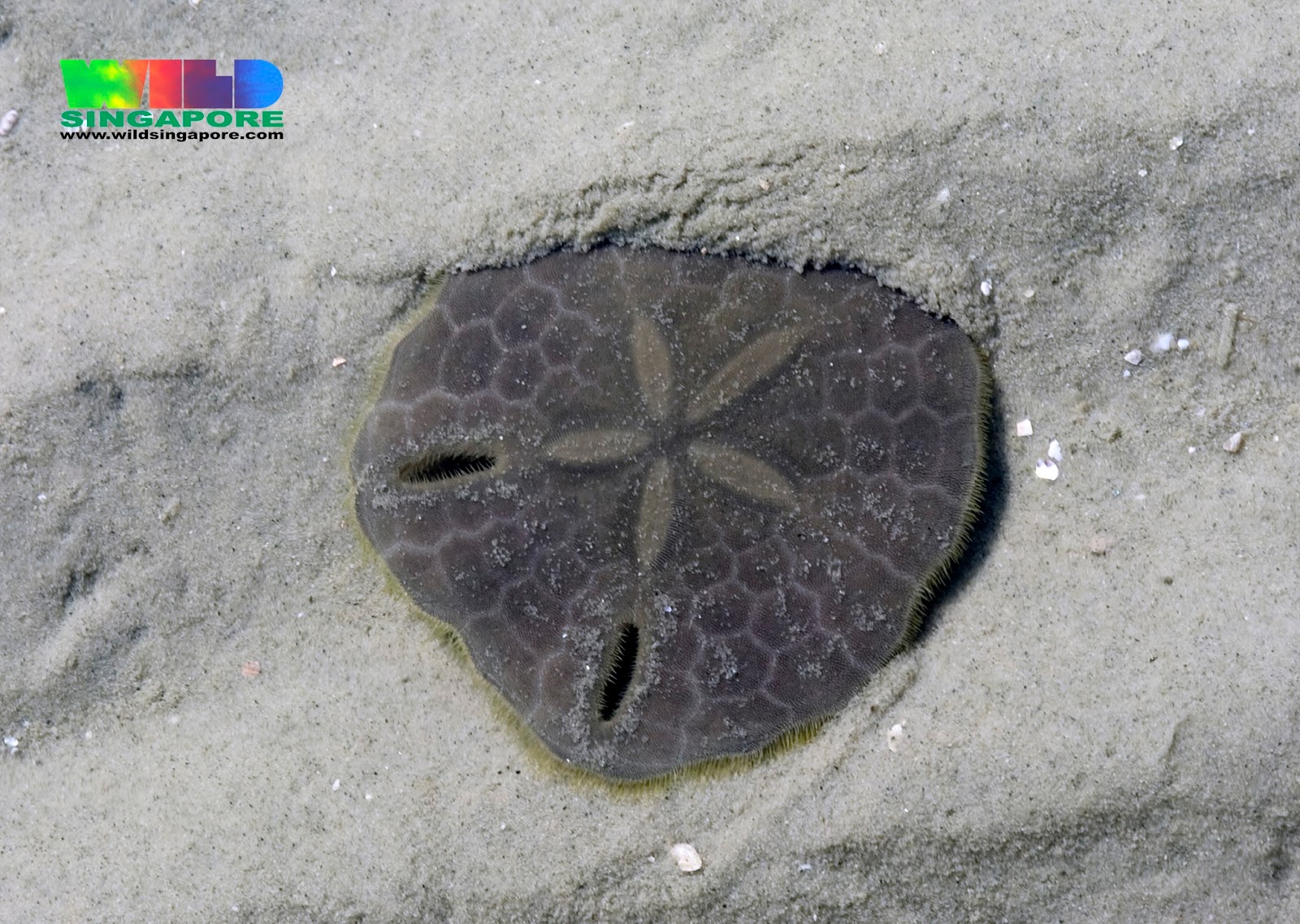 Variety of Life: Clypeasteroida