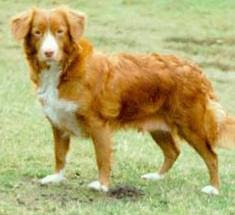 Hondeninformatie: De Toller