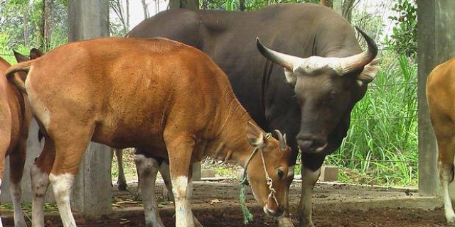 Sapi Bali, Banteng endemik Indonesia yang terancam punah - finia.id