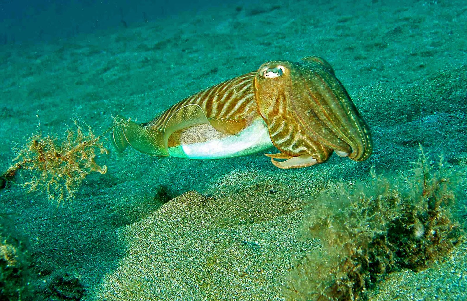 Cuttlefish fishing from shore with rod ~ Ocean Bounty