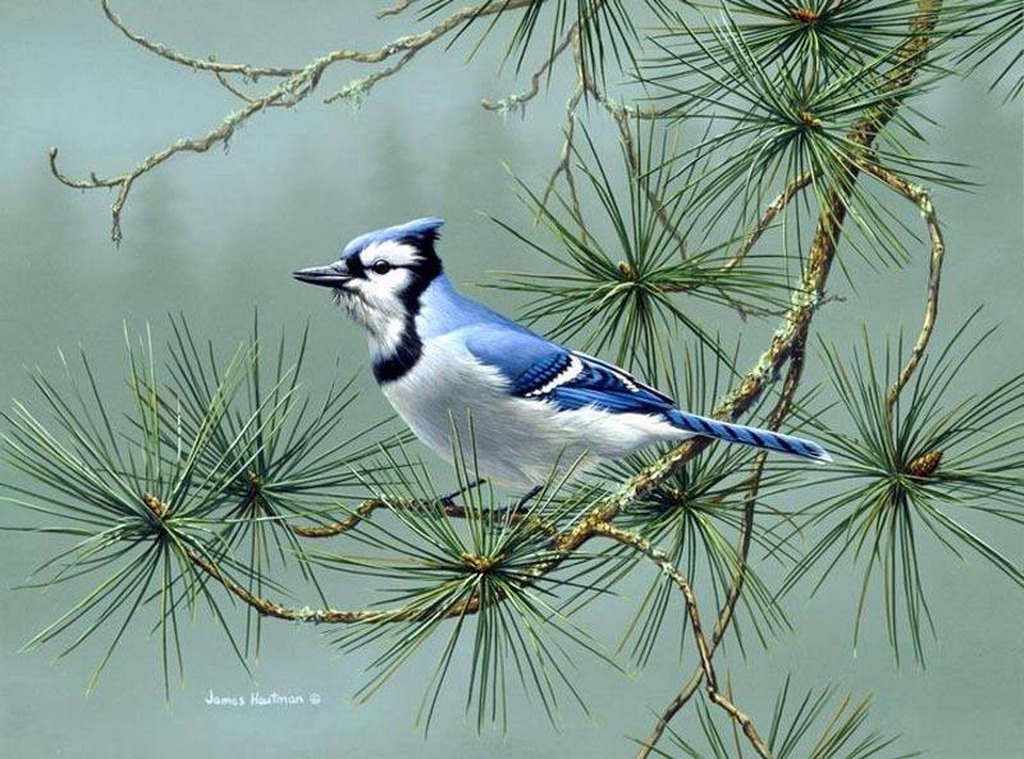 El arte es su máxima expresión : Coloridos Pájaros y Paisajes en la ...