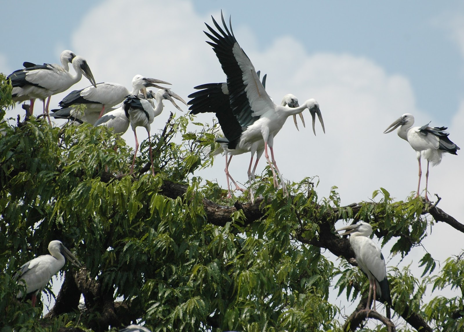 शरद ऋतु आयी लेकिन बिहार में नहीं आये विदेशी परिंदे