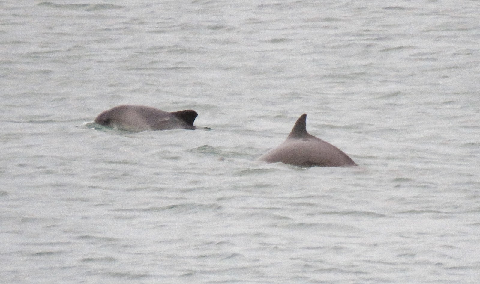 Whales in Wales: Bacon, Egg and a Bottlenose Dolphin