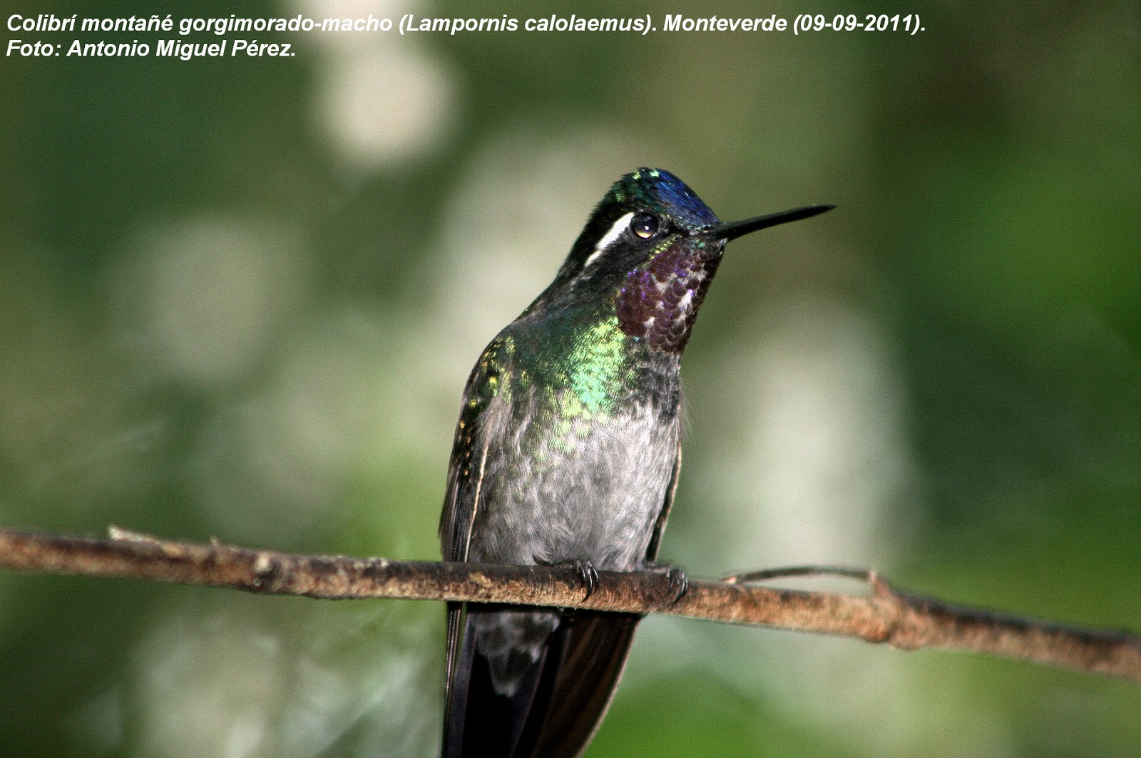 ESTACIÓN BIOLÓGICA DE LOS MONTES DE MÁLAGA: Ahora el turno a Costa Rica ...