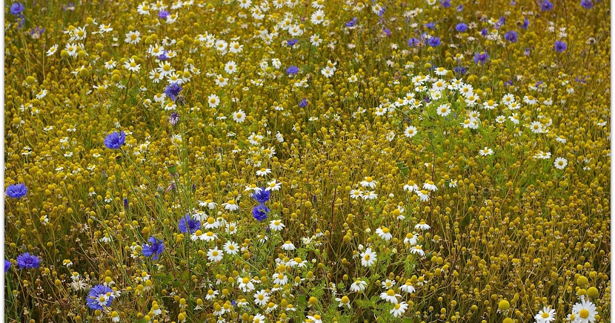 5 plantas naturales para cuidar tu piel | Consejos de belleza