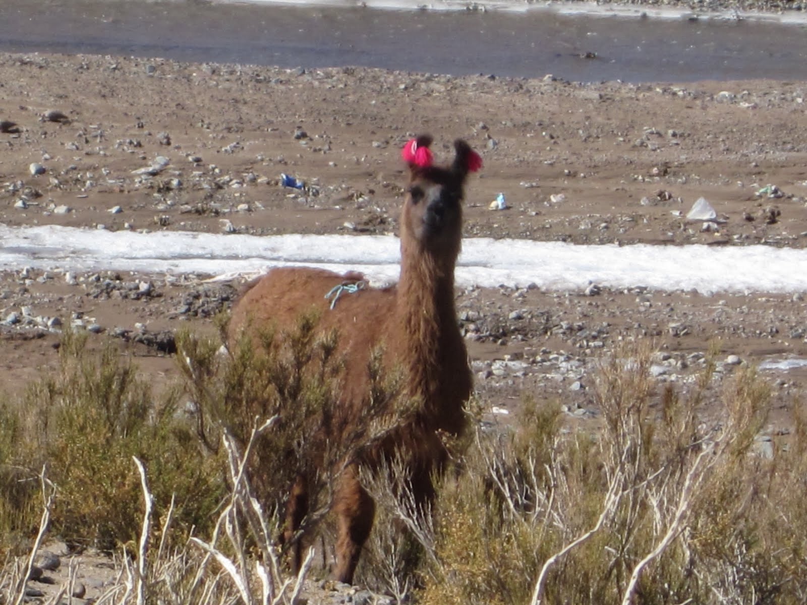 Adventures in Argentina: Salta la Linda: Land of Llamas