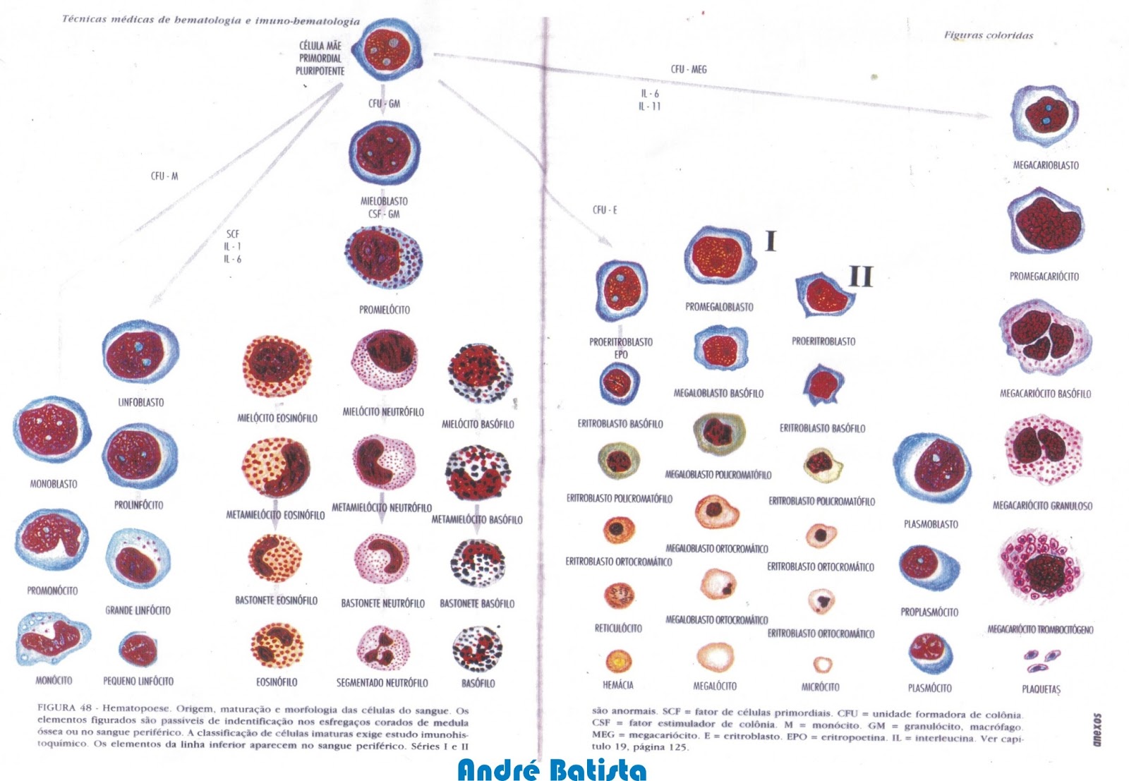 wulyver Saúde: Células do sangue