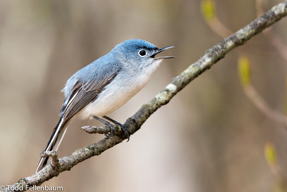 Delaware Valley Birding: The First Ever Philadelphia Bird Race