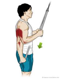 programme bodybuilding