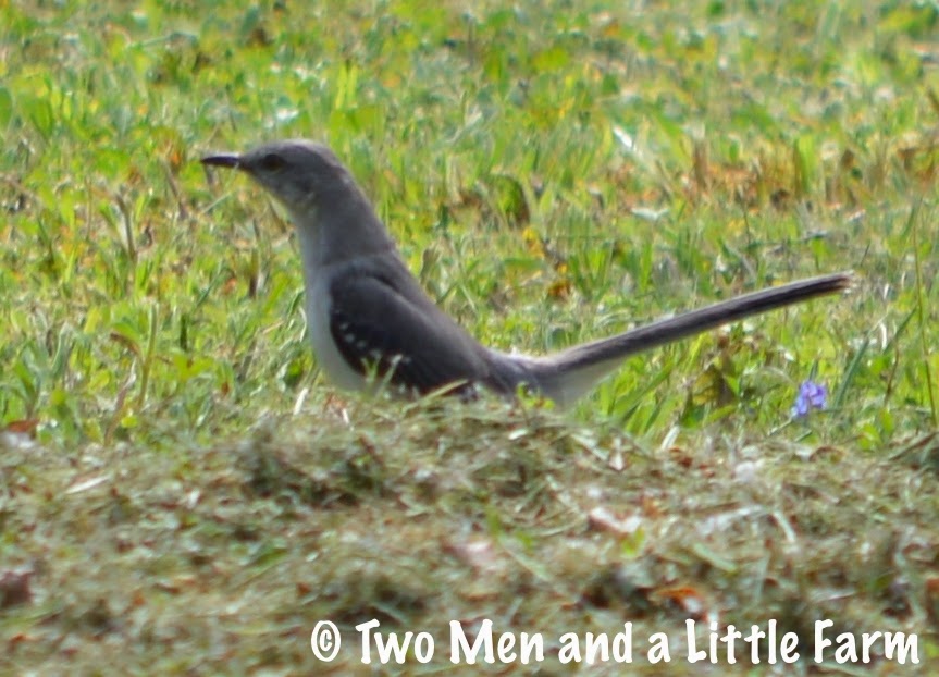 Two Men and a Little Farm: BIRD WATCHING AT THE FARM