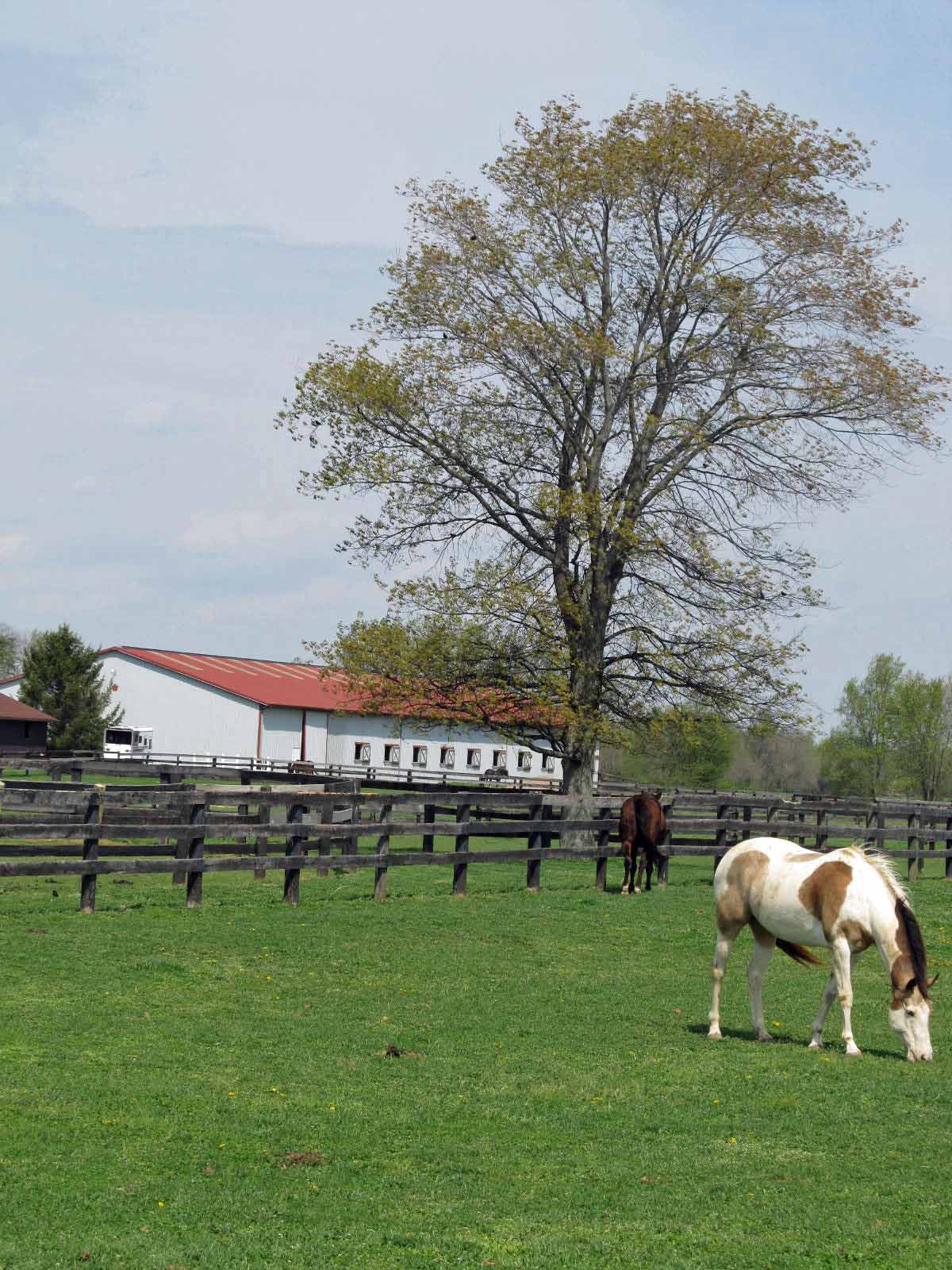 Summit Musings: Barn Charm - Horses on a Spring Day