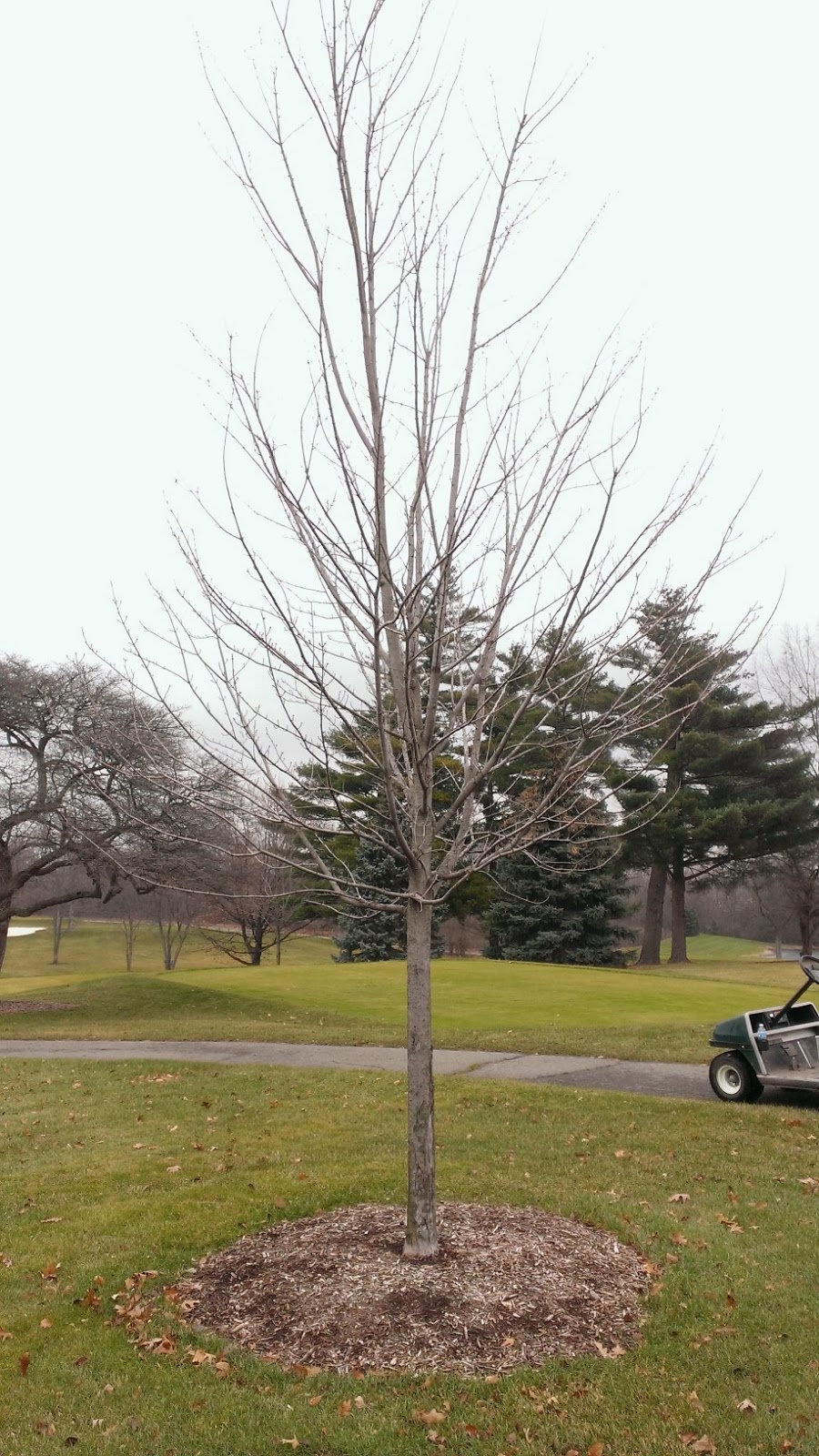 Meadowbrook Country Club Golf Course Maintenance: Tree Pruning Tutorial