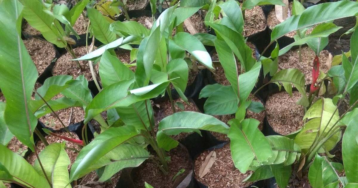 16+ Tanaman Semusim Disebut Sebagai