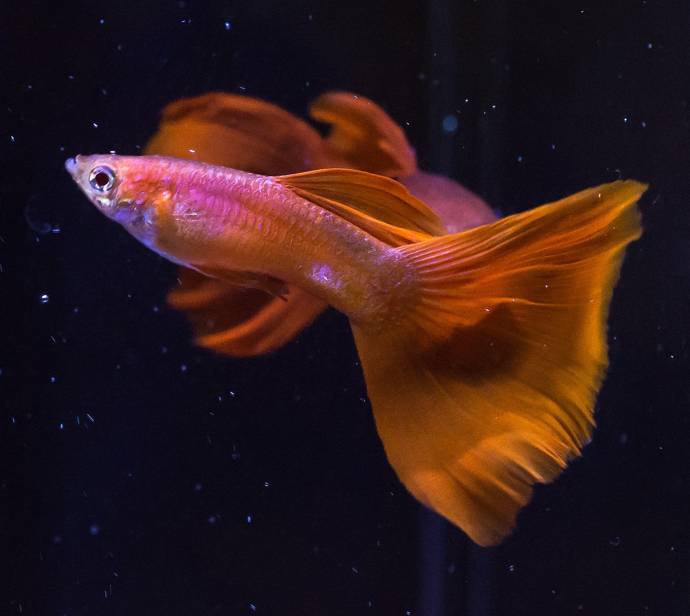 Malaysia Guppy Club Show August 2017 - Ralfs-Guppy-Blog