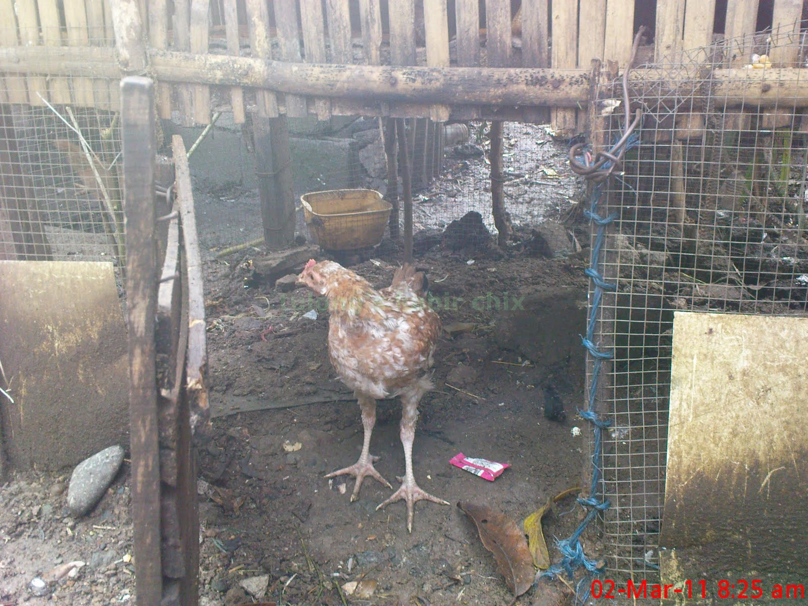 Kabir Chiken: Where To Buy Kabir Chicken