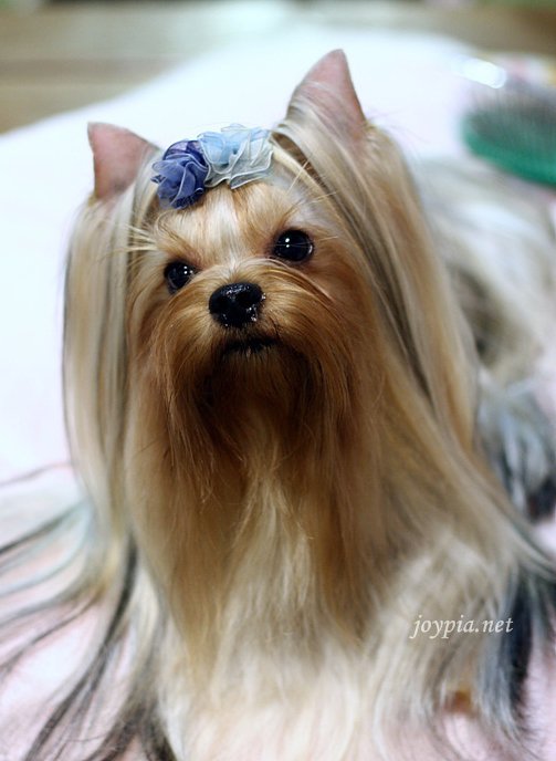 Maya and friends: Είναι το yorkshire terrier η σωστή επιλογή για εσάς