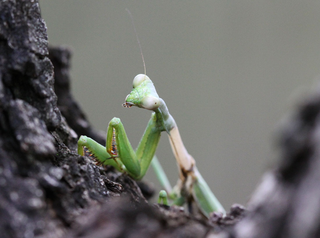 Corey Carter | Austin, Texas: Praying Mantis