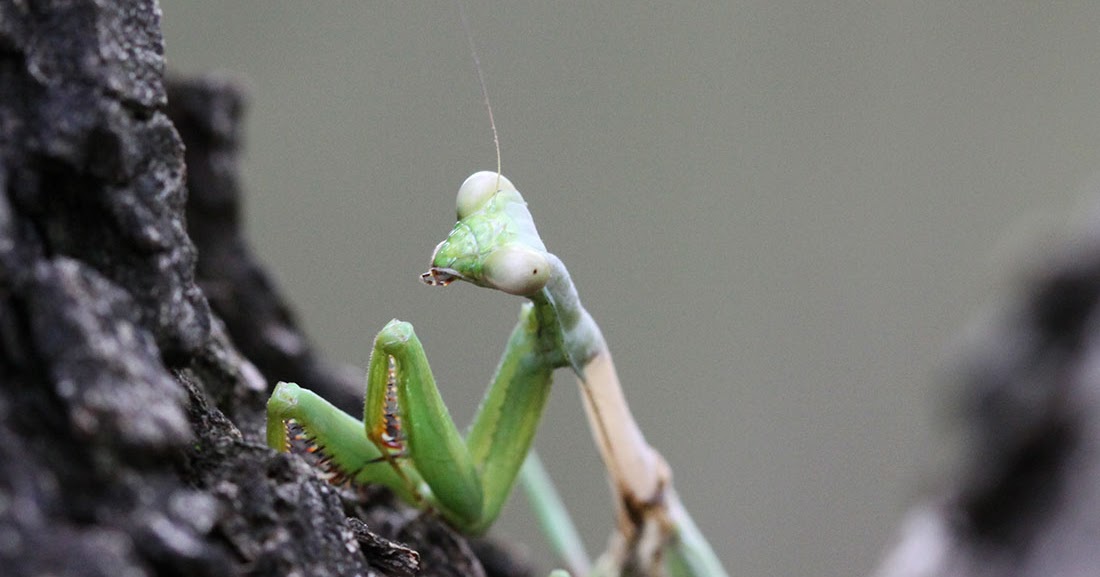Corey Carter | Austin, Texas: Praying Mantis