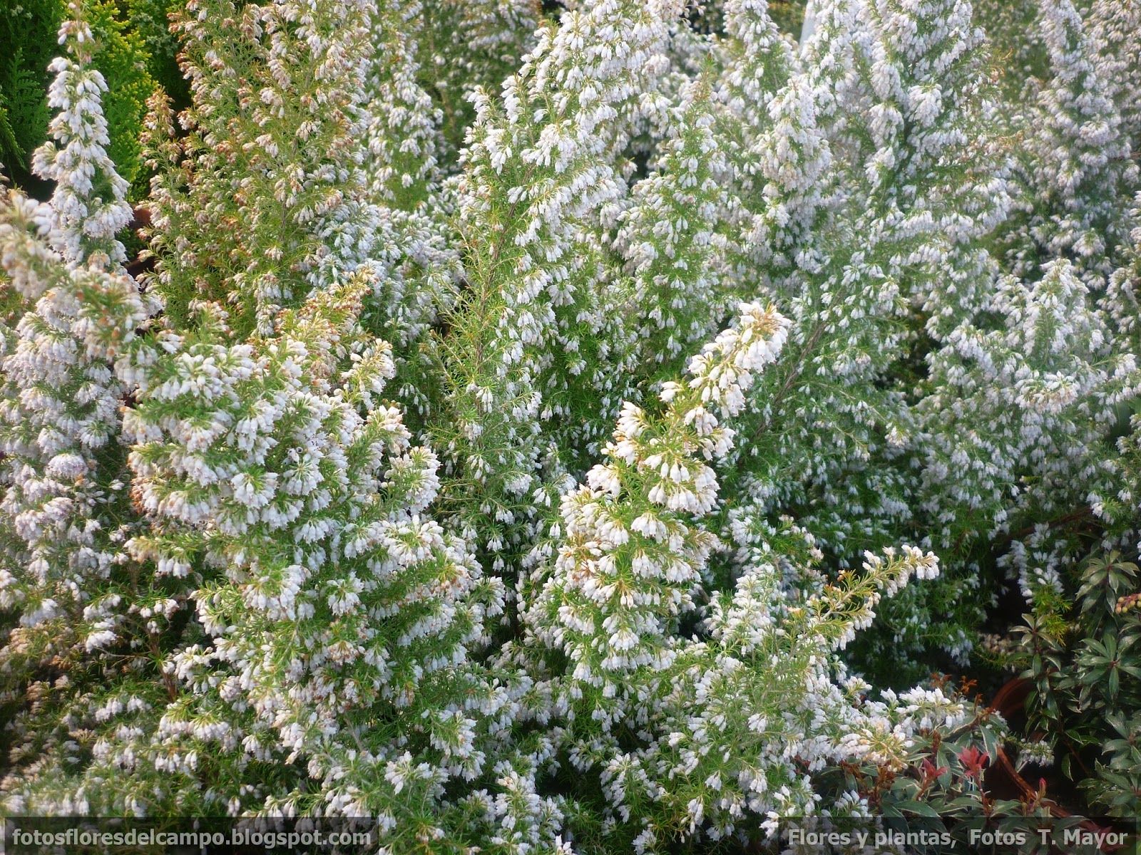 Flores y plantas silvestres: “ Erica x darleyensis mediterranean pink ...