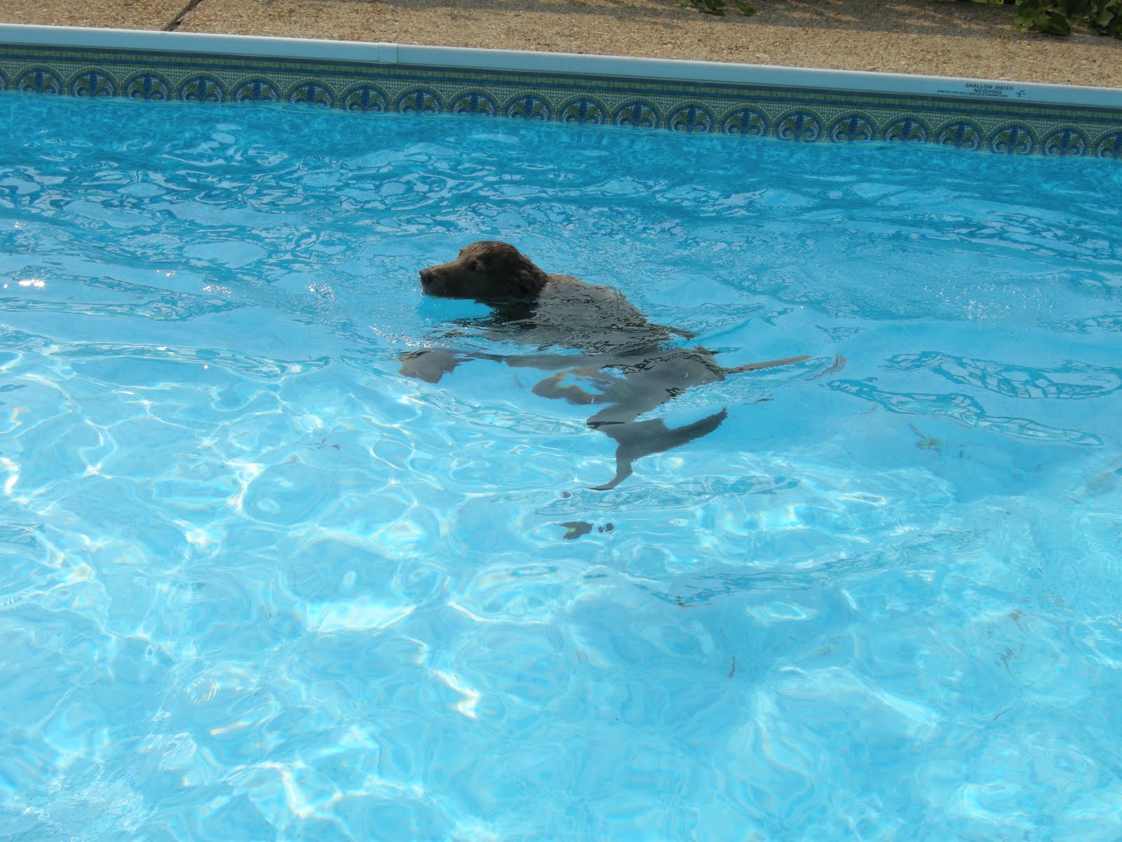 Kitchens Are Monkey Business: Dixie And Glowria Frolic In The Pool.