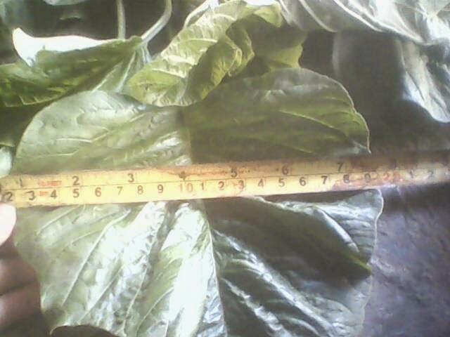 Bayam Peyek, Jenis Bayam Yang Daunnya Lebar - Seputar Ilmu Pertanian