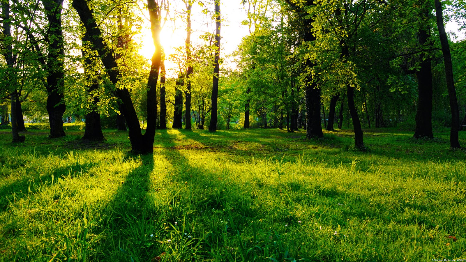 Wallpapers Bosques Full HD | Todo Imagenes