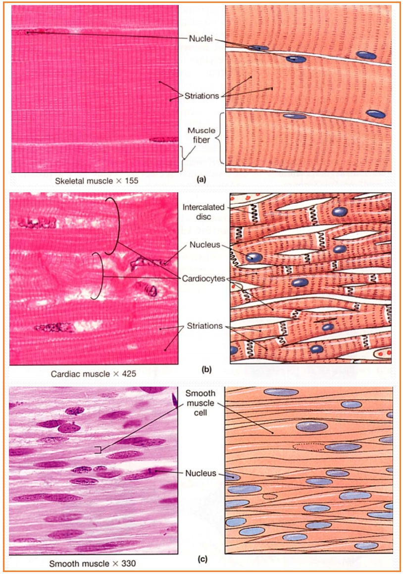 My Blog: Sistem Gerak Pada Manusia