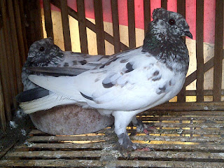 jenis jenis merpati lokal endemik indonesia | Pawiro Bird Farm | Dove ...