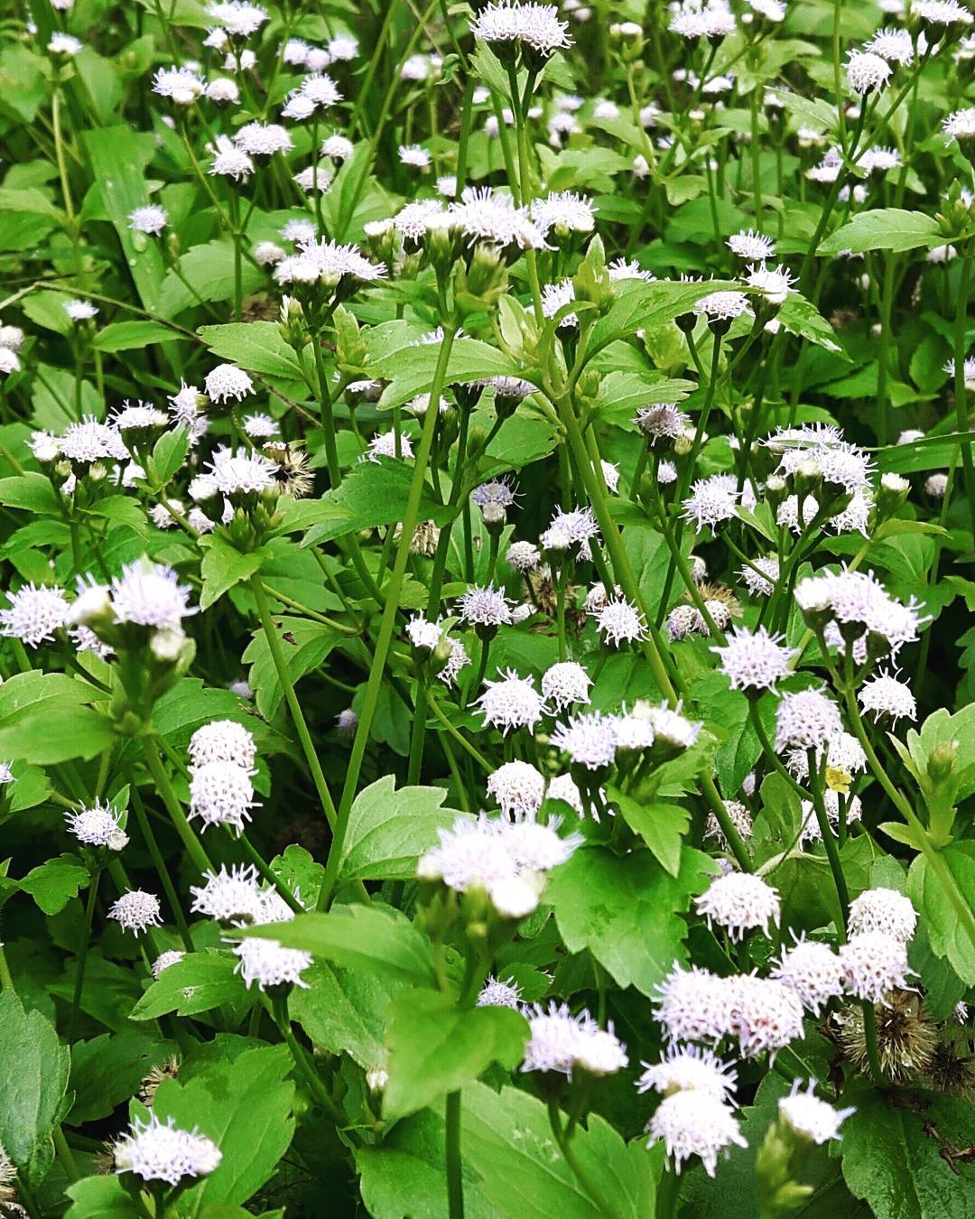 Manfaat Daun Bandotan Untuk Kesehatan & Cara Mengolahnya - Portalinformasi