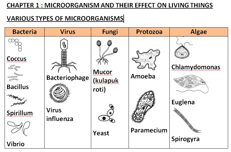 All About Science Cikgu Diana: Chapter 1 : Microorganism and Their ...