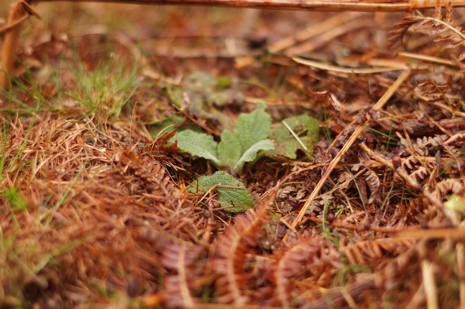 Mini foxgloves, cone babies and 43 species of lichen - Sophie in the Sticks