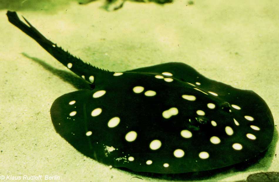 Kolamikan: Beberapa Jenis Ikan Paling Mahal di Dunia