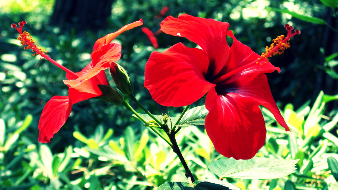 Mitos Kembang Sepatu Merah Dalam Legenda India Kuno