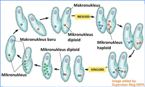 Gambar dan Tahapan Reproduksi Paramecium Secara Asesual dan Seksual ...
